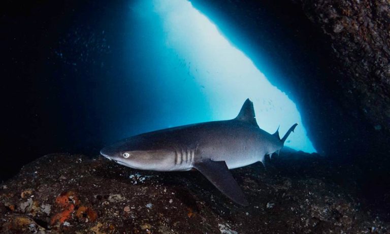 The Best Places to Dive in Bali - Let's Dive Tulamben