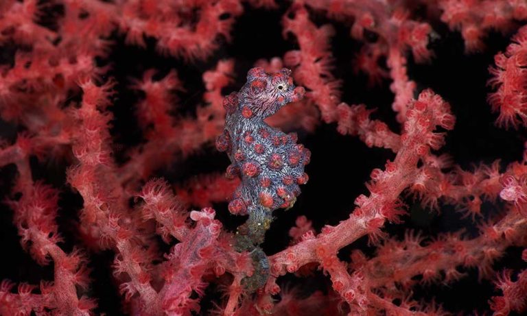 Marine Life in Tulamben: Pygmy Seahorses - Let's Dive Tulamben